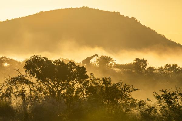 International League of Conservation Photographers | Stories