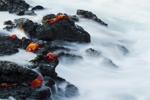 International League of Conservation Photographers | Stories