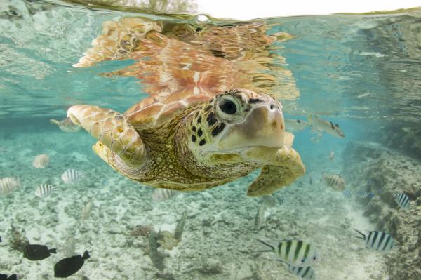 International League of Conservation Photographers | Stories