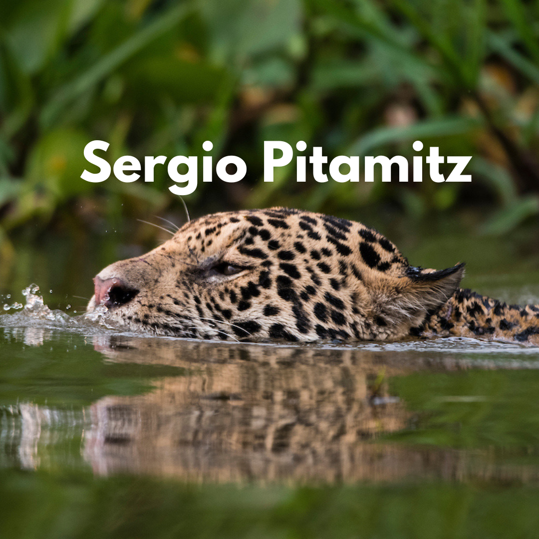 International League of Conservation Photographers | License Visuals