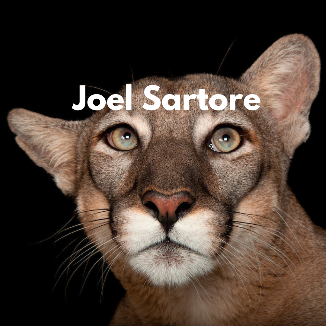 International League of Conservation Photographers | License Visuals