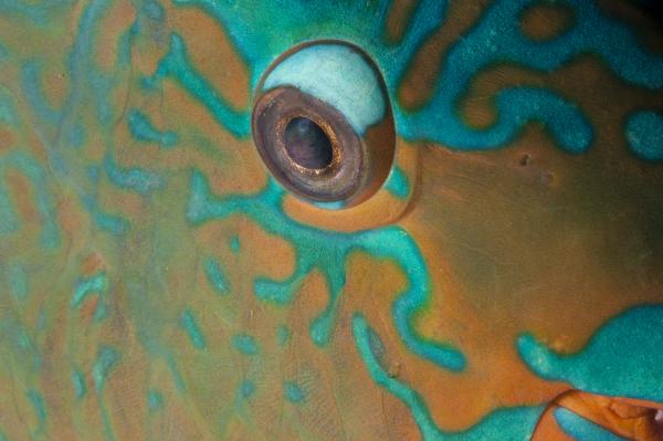 International League of Conservation Photographers