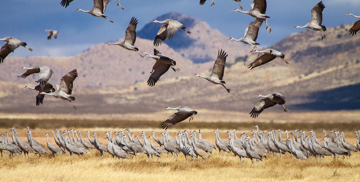 International League of Conservation Photographers | License Visuals