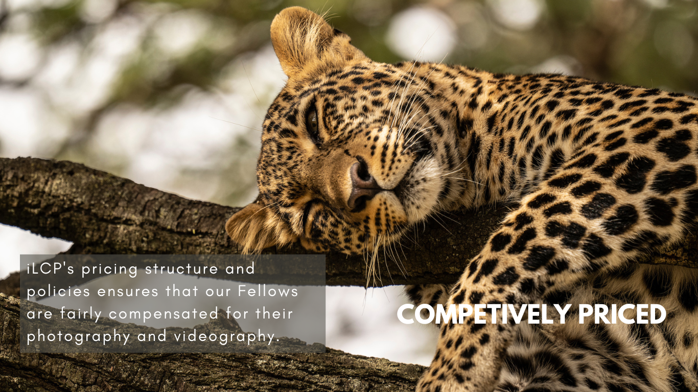 International League of Conservation Photographers | License Visuals